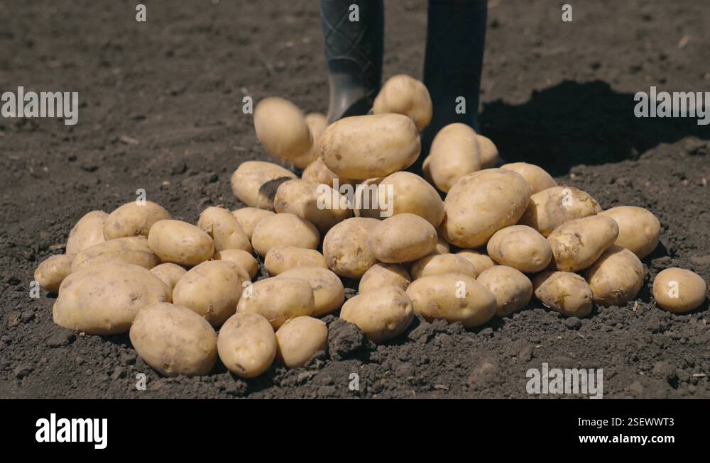 Fresh dug potato Stock Videos & Footage - HD and 4K Video Clips - Alamy