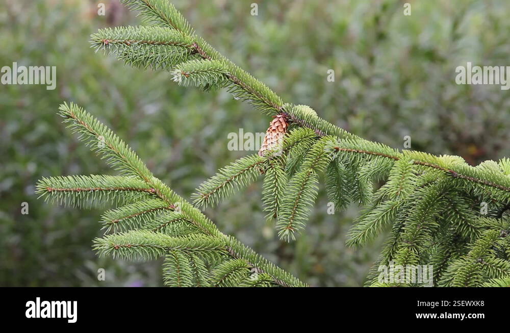 Spruce bough Stock Videos & Footage - HD and 4K Video Clips - Alamy