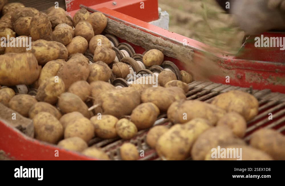 Picking table of potato harvester. Farmer separating dirt and stones from Stock Video Footage ...