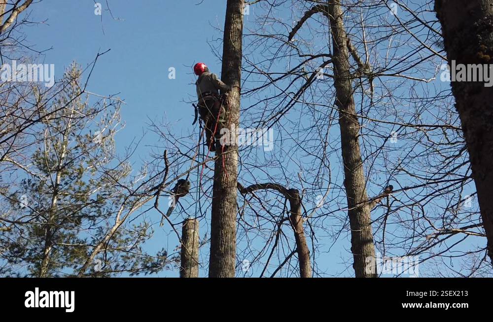 Limbing up tree Stock Videos & Footage - HD and 4K Video Clips - Alamy