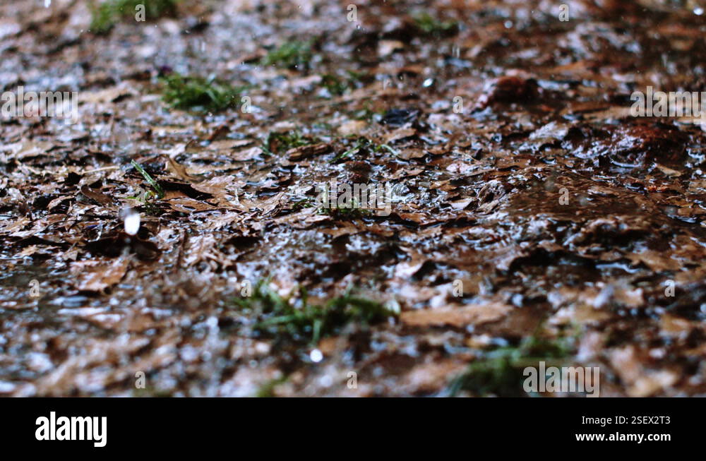 Leafy ground texture Stock Videos & Footage - HD and 4K Video Clips - Alamy