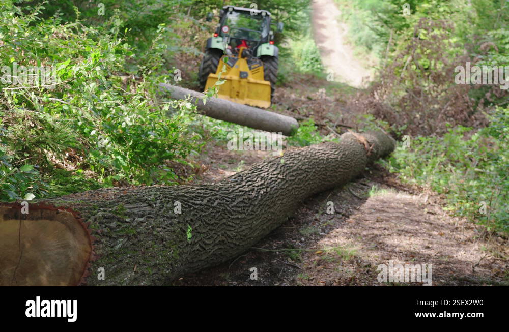 Moving tree log from forest with heavy machinery 4K Stock Video Footage ...