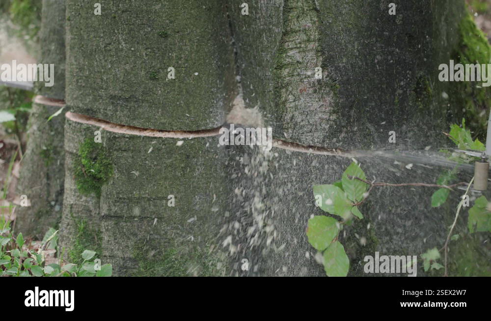 Deforestation chainsaw cutting through tree log close-up slow mov 4K ...