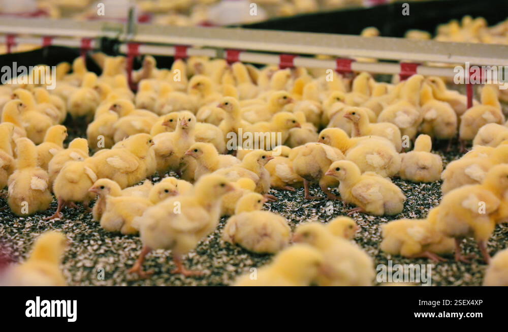 Yellow chickens growing on a poultry farm. Production of chicks Stock ...