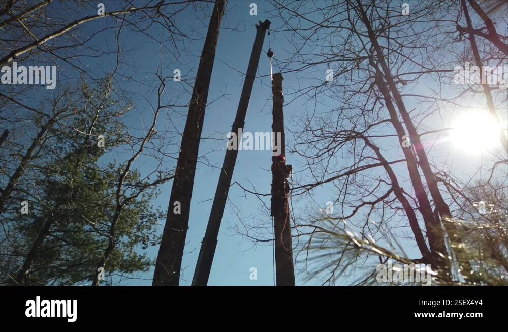 Man in tree tops cutting down trees using a crane to carry off tree ...
