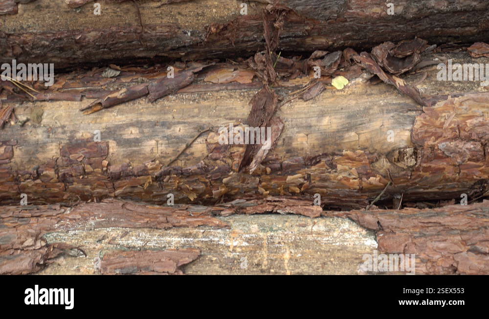 Slow pan bottom to top over big wood tree log or timber stack in the ...