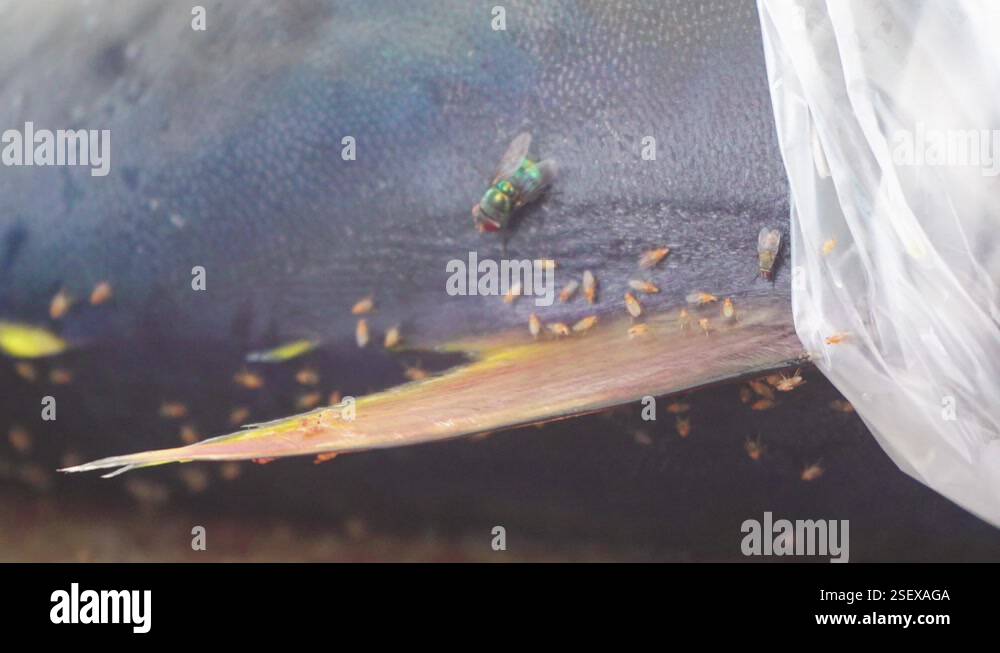 dead raw yellowfin tuna at fish market with flies and bugs, detail slow ...