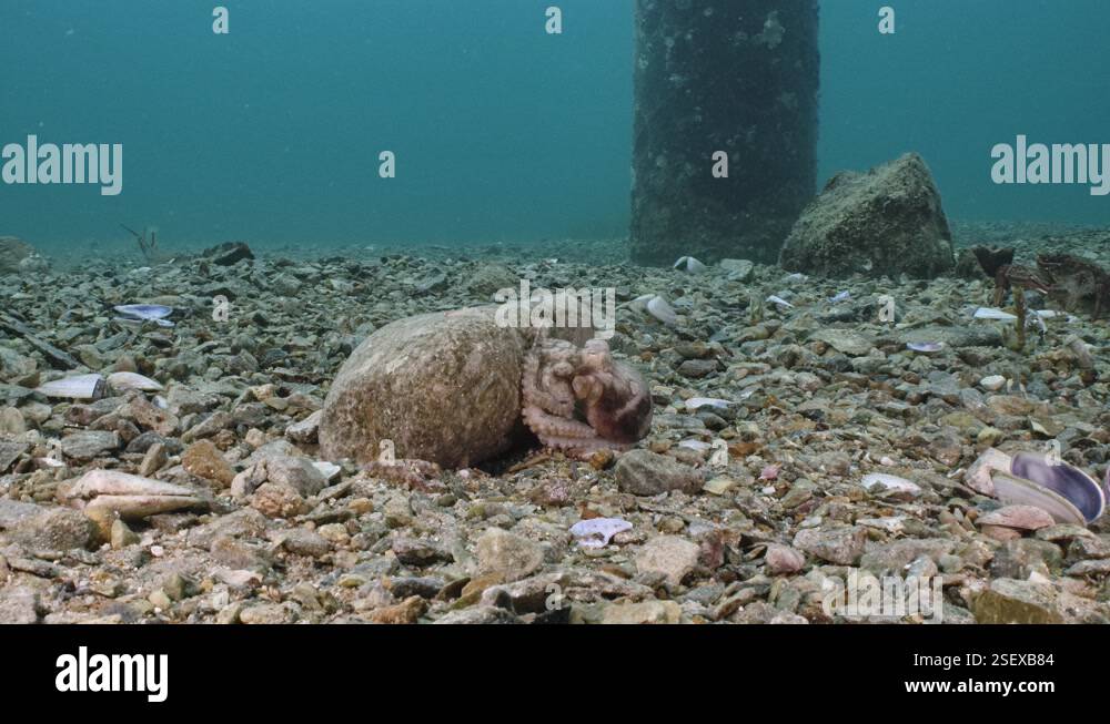 Octopus bay Stock Videos & Footage - HD and 4K Video Clips - Alamy