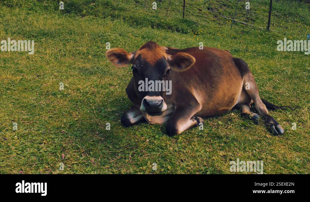 Jersey Cattle Calf Lying On Grass Shake It's Head To Drive Away Insects ...