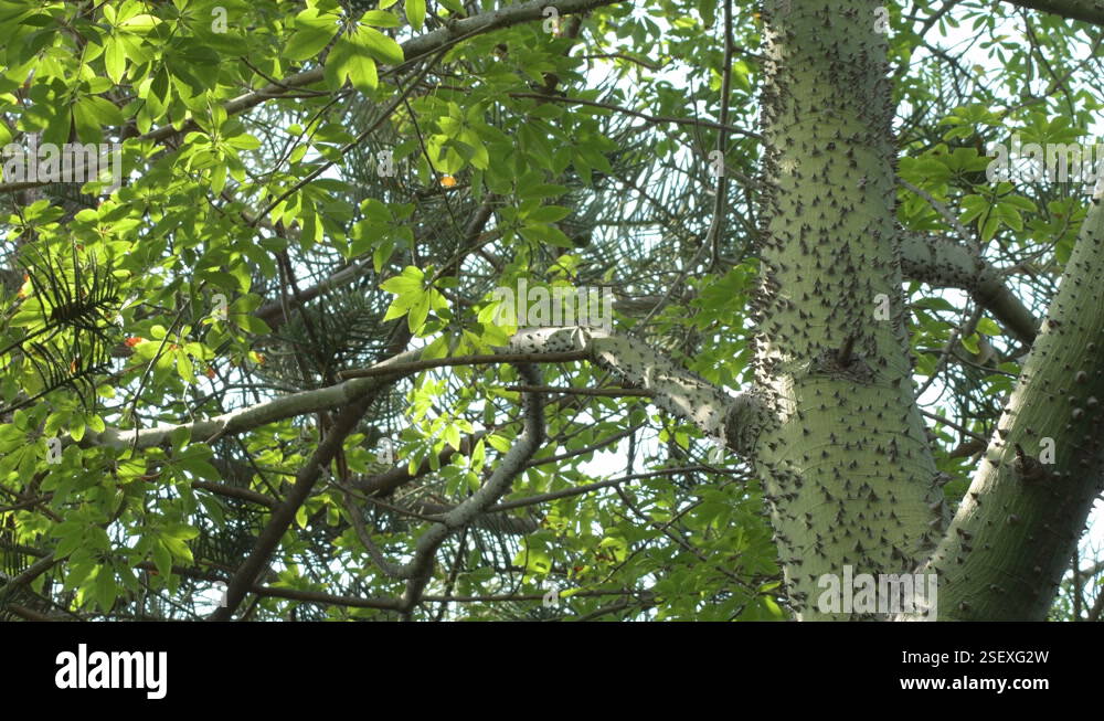 Ceiba speciosa. Spikes and thorns on the trunk of a tree. Chorisia ...