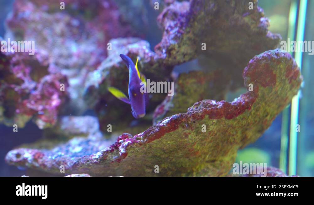 yellow-tailed zebrasoma is sea fish with purple-blue body and bright ...