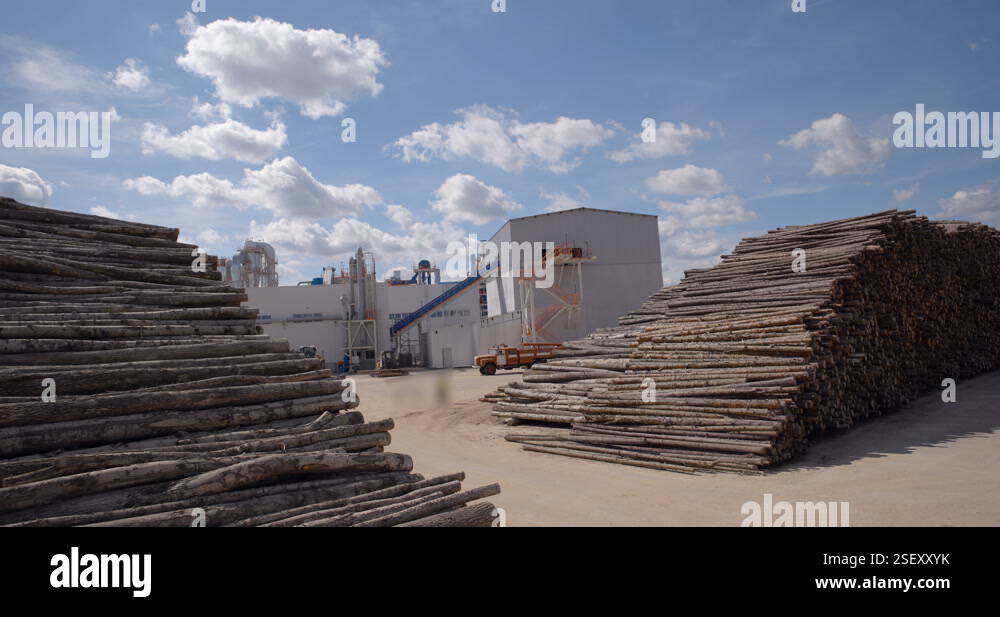 Tree trunks in huge stacks are located next to a conveyor that moves ...