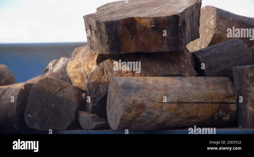 Parts of the trunks Stock Videos & Footage - HD and 4K Video Clips - Alamy