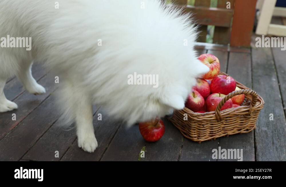 cute white dog grabbing an apple from a basket of red and yellow fresh ...