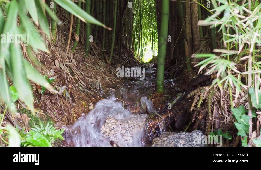 Bamboo garden canes Stock Videos & Footage - HD and 4K Video Clips - Alamy