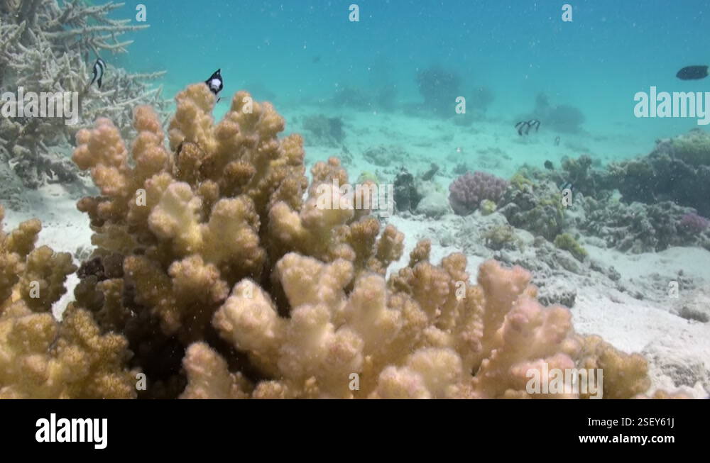 Staghorn corals on sandy bottom on reef on Red Sea Stock Video Footage ...