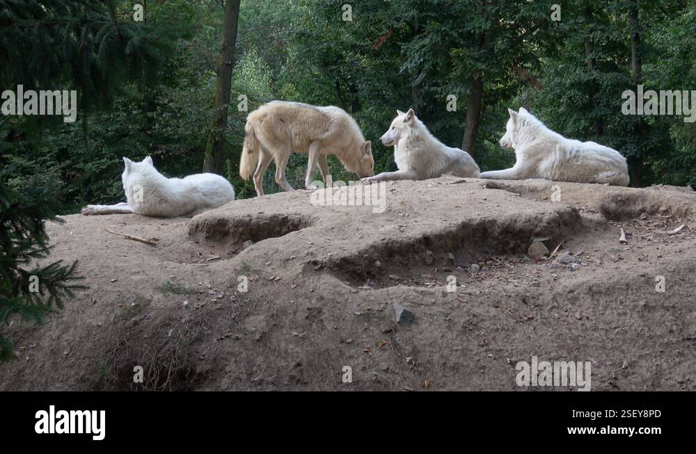 Arctic wolf (Canis lupus arctos), also known as the white wolf or polar ...