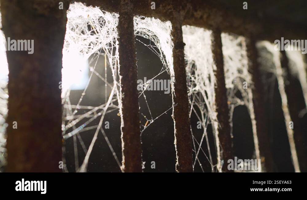Rusty bars of old abandoned prison door with a spider web growing ...