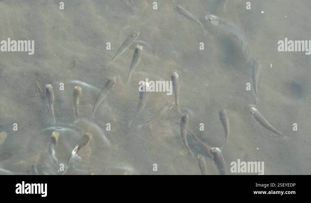 A school of little fish spotted in a puddle of water in sandy tidal ...