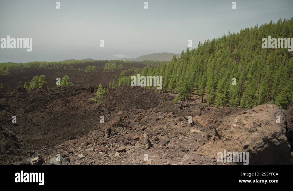 Volcano eruption in forest Stock Videos & Footage - HD and 4K Video ...