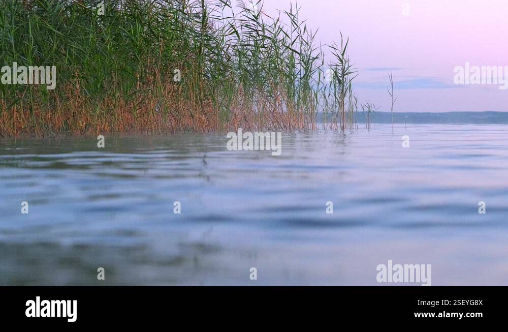 Wild reeds sway strongly in the wind among the incoming waves of the ...