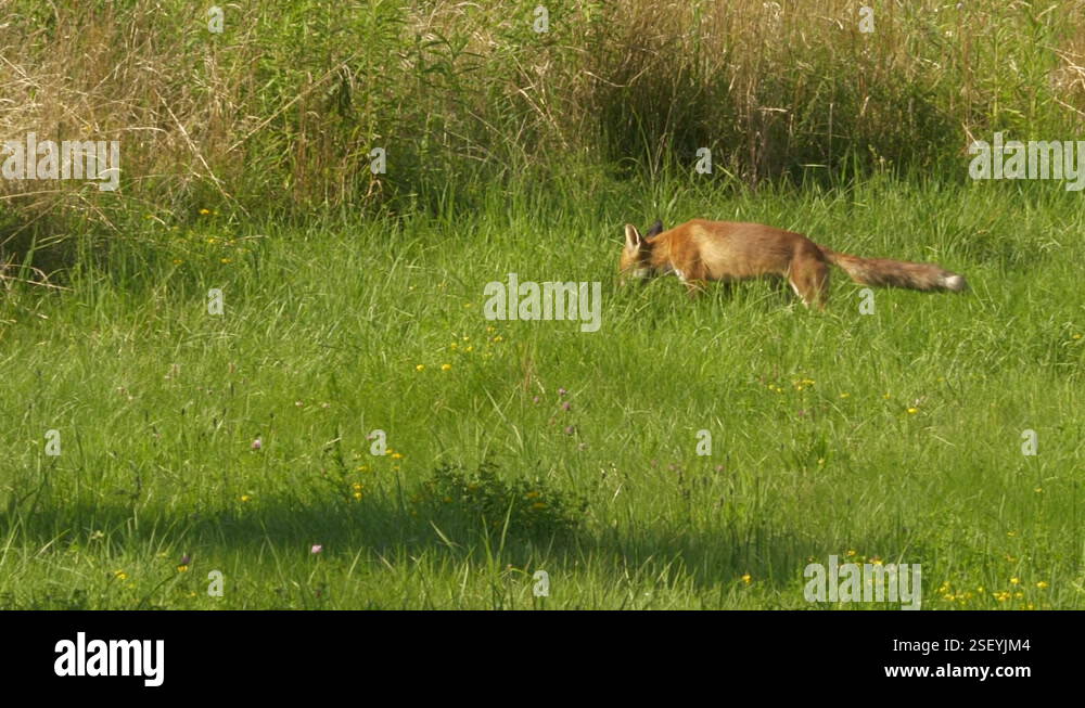 Wild Red Fox (Vulpes vulpes) Feeding In Field at Edge of Wood. Wildlife Anima Stock Video ...
