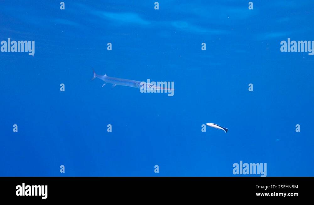 Needlefish stand over top of coral reef on cleaning station. 4K-60fps ...
