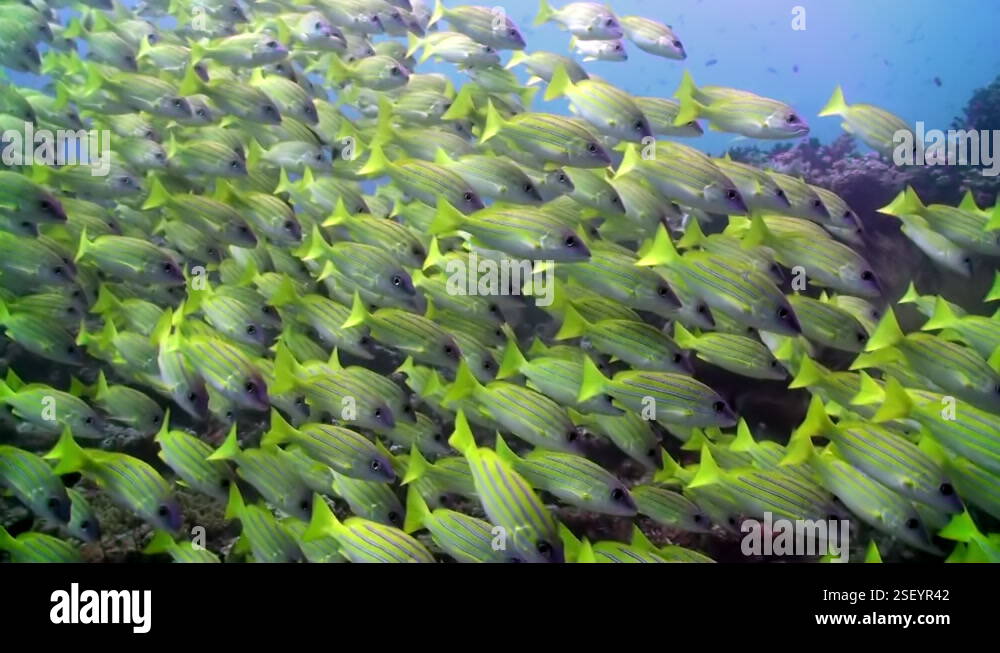School of striped yellow fish on background clear seabed underwater in ...