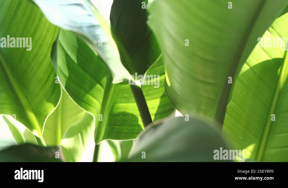 Close up green leaves and breaking sun rays Stock Video Footage - Alamy