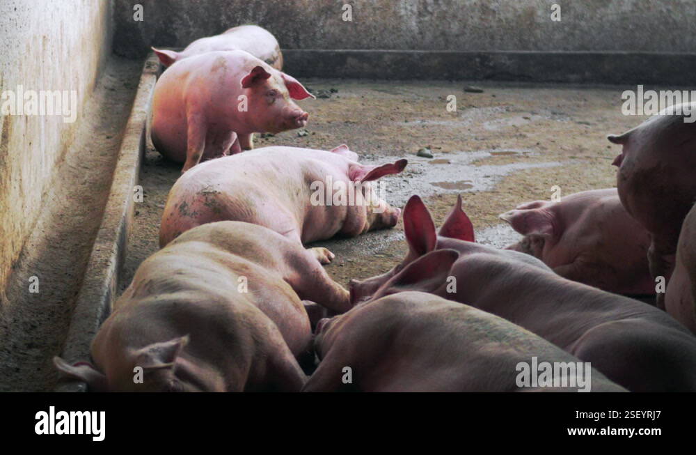 Camera showing the poor plight of the pigs inside a pig farm; pigs ...