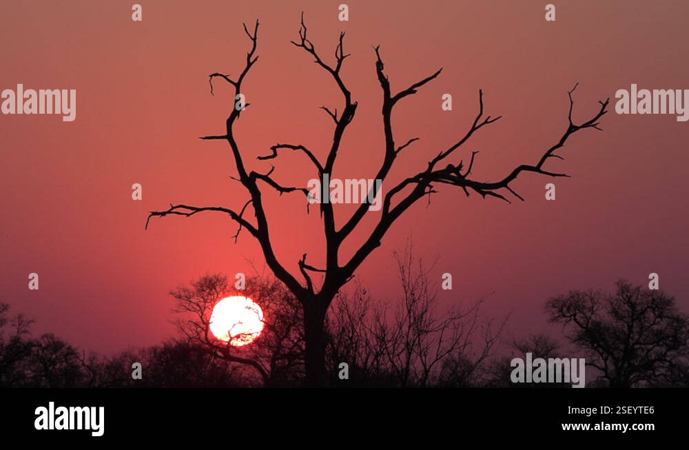 Brilliant pink African sunset background Stock Video Footage - Alamy