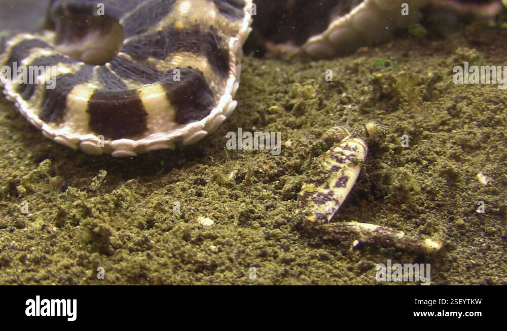 detail of mimic octopus tentacle next to separated crab claw, a ...