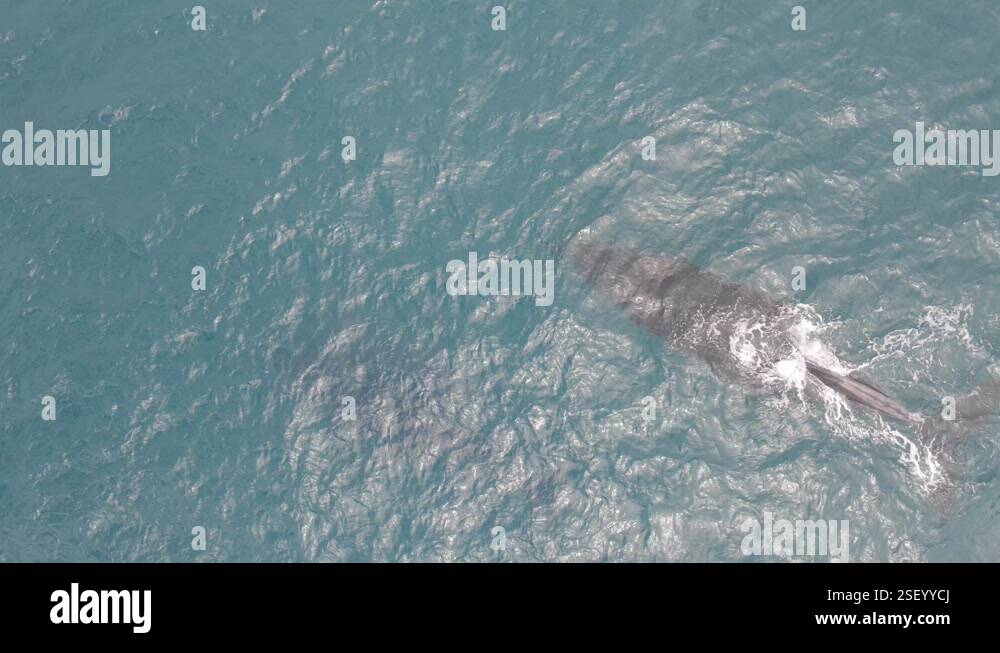 Humpback Whale Blowing Water To Breathe On Surface Of Water - Whale ...