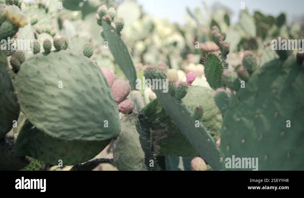 Bright sunlight on Mexican nopal plant with blurry background Stock ...