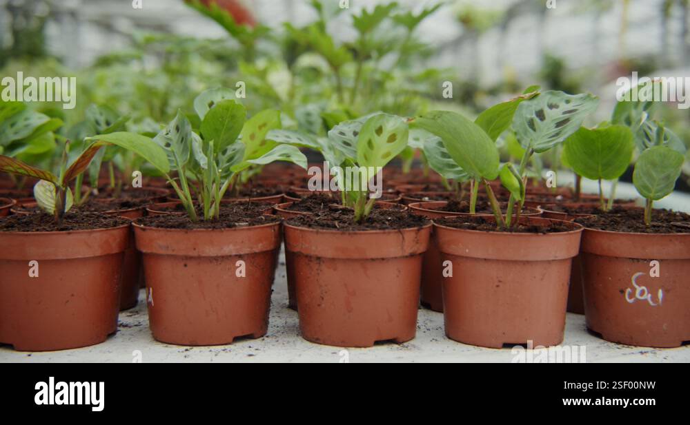 Small pots with newly transplanted shoots in them stand in even rows ...