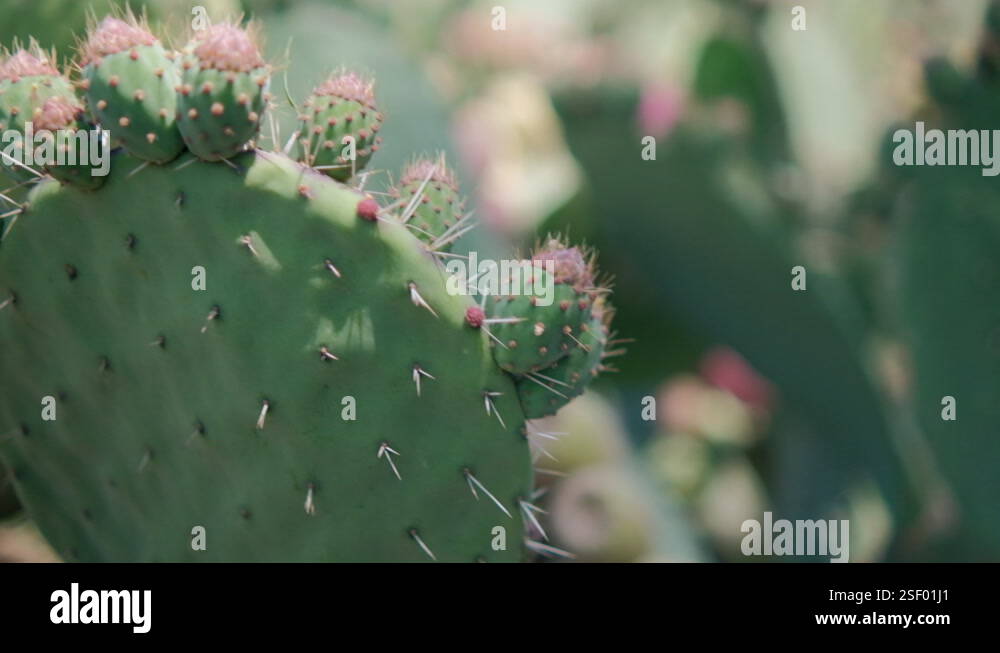 Bright sunlight on Mexican nopal plant with blurry background Stock ...