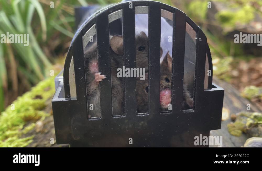 Mice family in a live trap. They were released after taking the clip ...