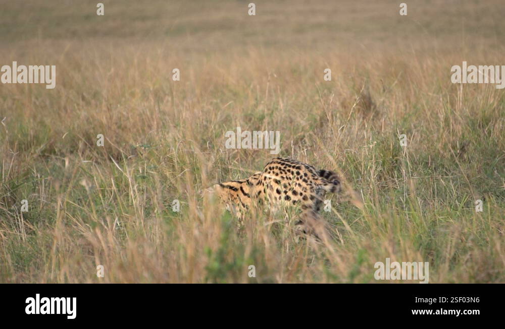 A serval cat walks in tall grass in masai mara Stock Video Footage - Alamy