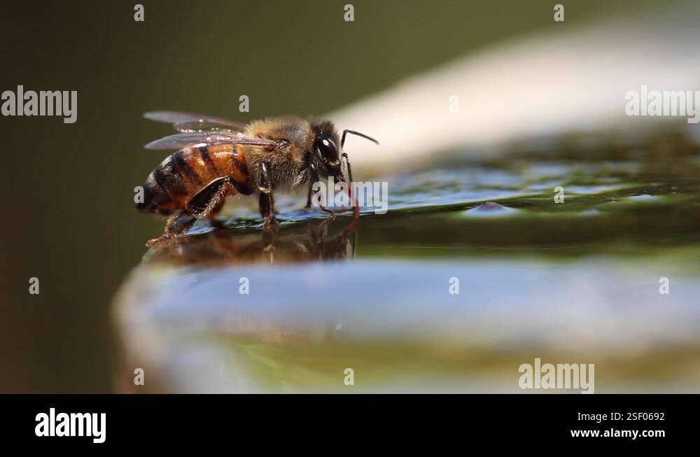 Honey bee drinking water from Stock Videos & Footage - HD and 4K Video ...