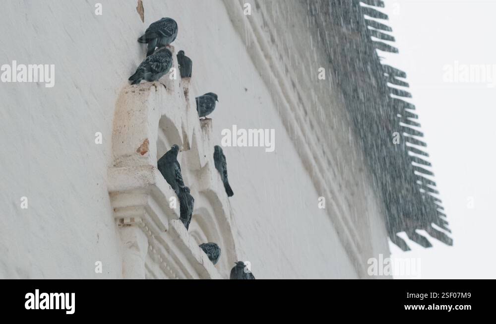Wet birds of pigeons hide from the rain sitting on a ledge of a white ...