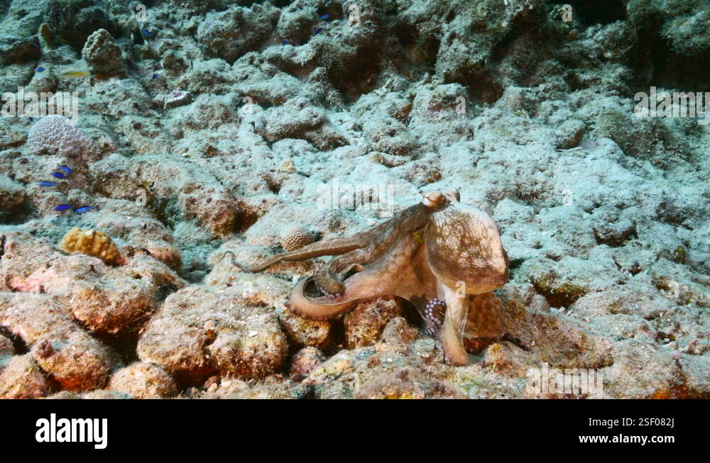 Seascape with Octopus in the coral reef of Caribbean Sea, Curacao Stock ...