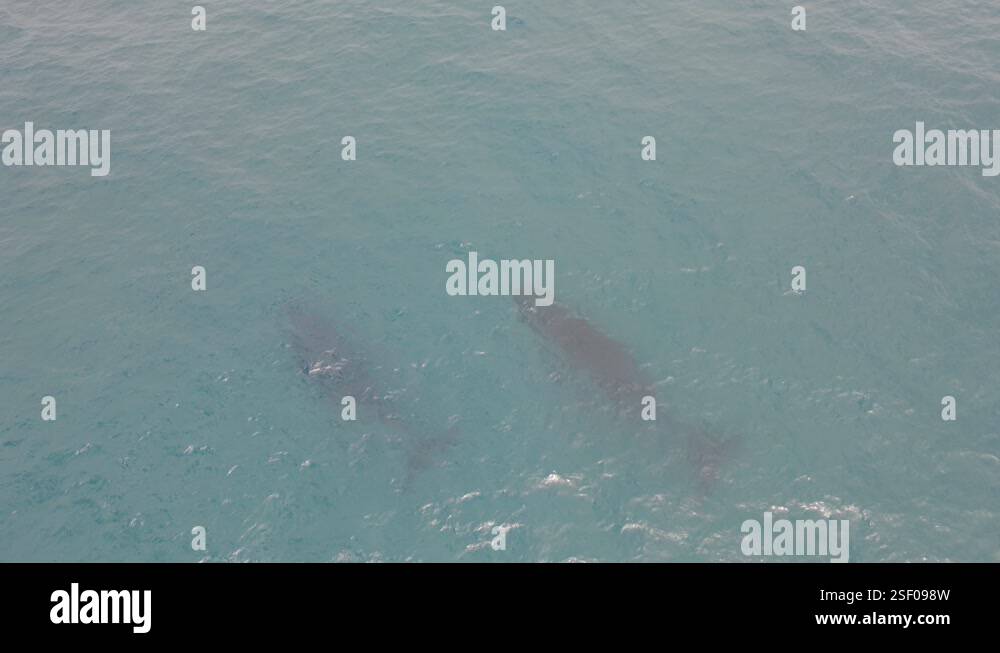Aerial View Of Humpback Whales Swimming Under The Sea. Baleen Whales In ...