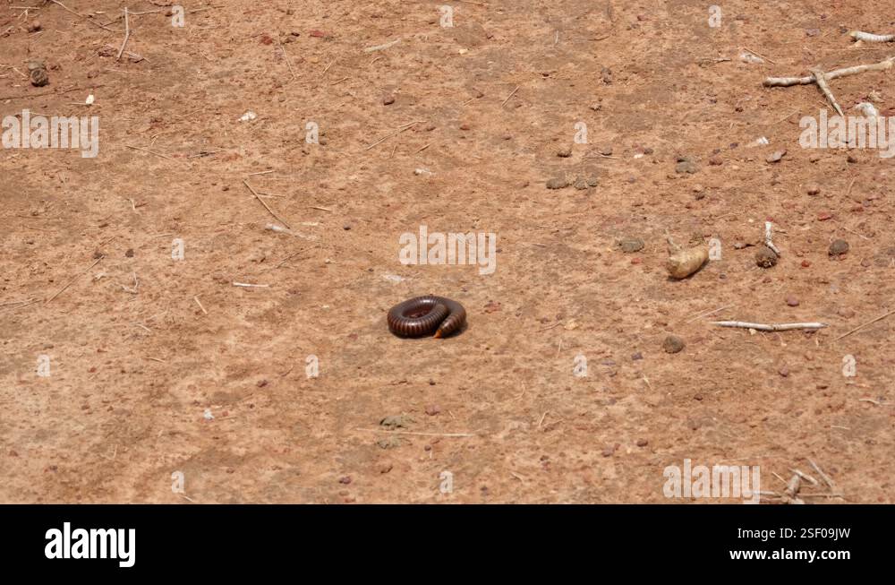 Seen in the middle of the frame on the reddish brown ground, uncoiled ...