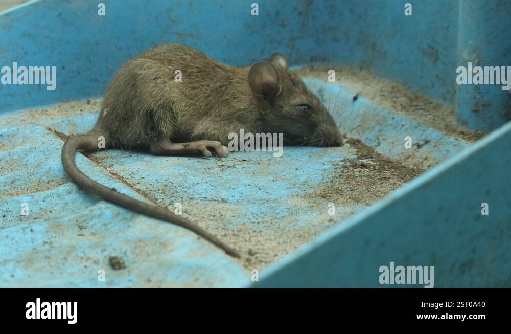 Dead pests Stock Videos & Footage - HD and 4K Video Clips - Alamy