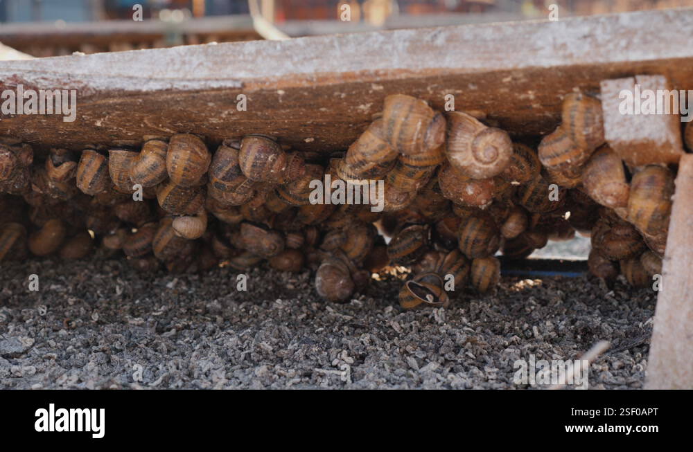 Snail farm - animals hide from the sun under flooring from boards ...
