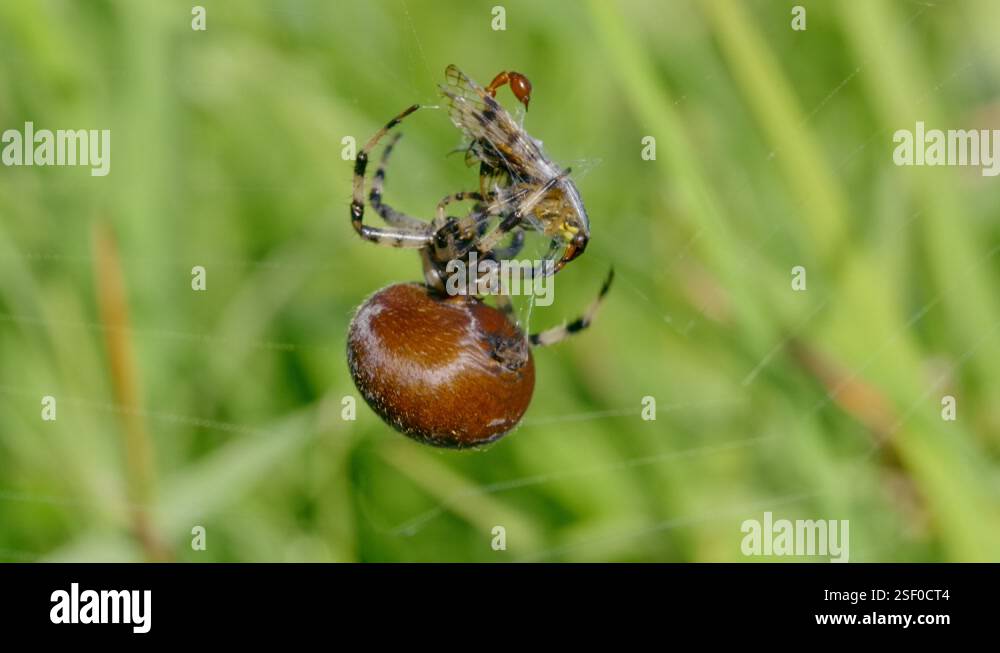 Four spotted orb-weaver spider (Araneus quadratus) with scorpionfly ...