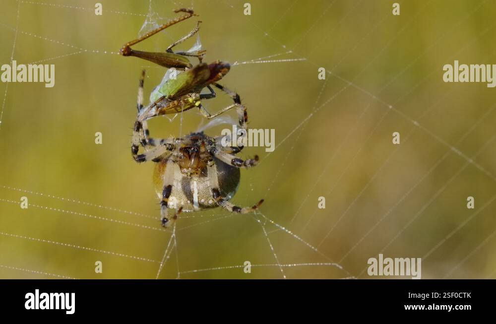 Four spotted orb-weaver spider (Araneus quadratus) biting grasshopper ...