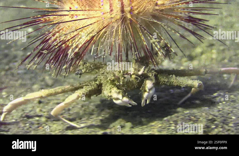 urchin carry crab with radiant sea urchin on its back walking sidewards ...