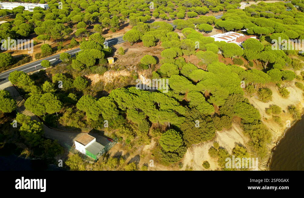 Sunlit Foliage Of Stone Pine Trees On Riverbank Near El Rompido In ...