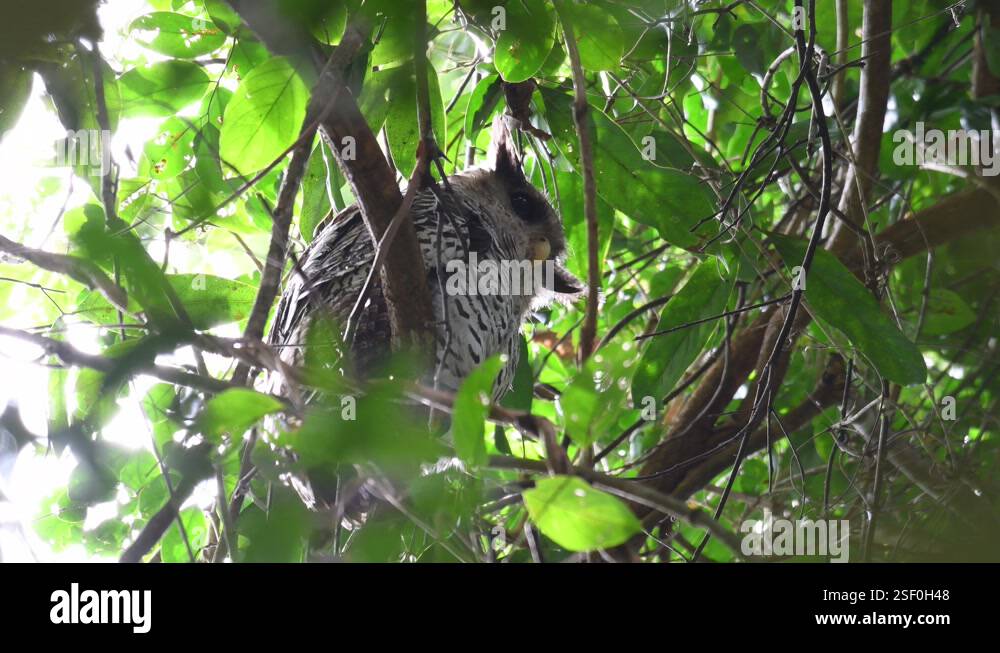 Looking over its shoulder then looks down as seen under the canopy of a ...